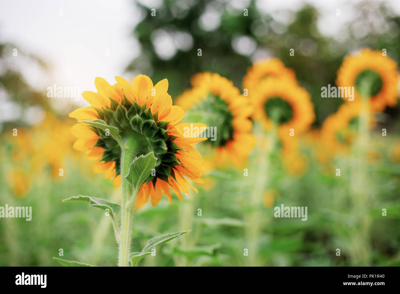 Sunflower with natural in the winter at sunlight Stock Photo - Alamy