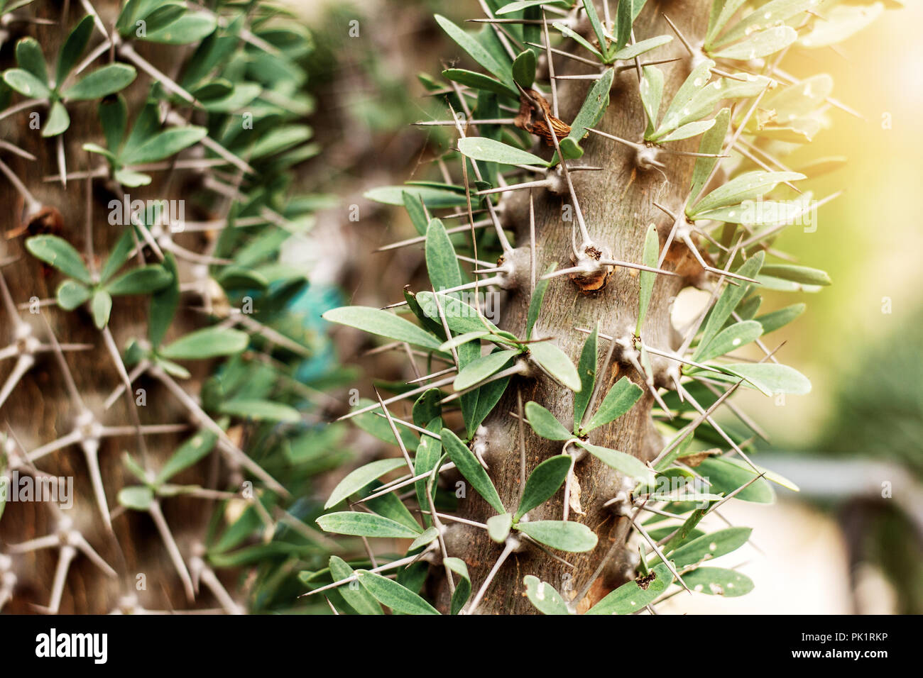 Tree with spike in the park at sunlight Stock Photo - Alamy