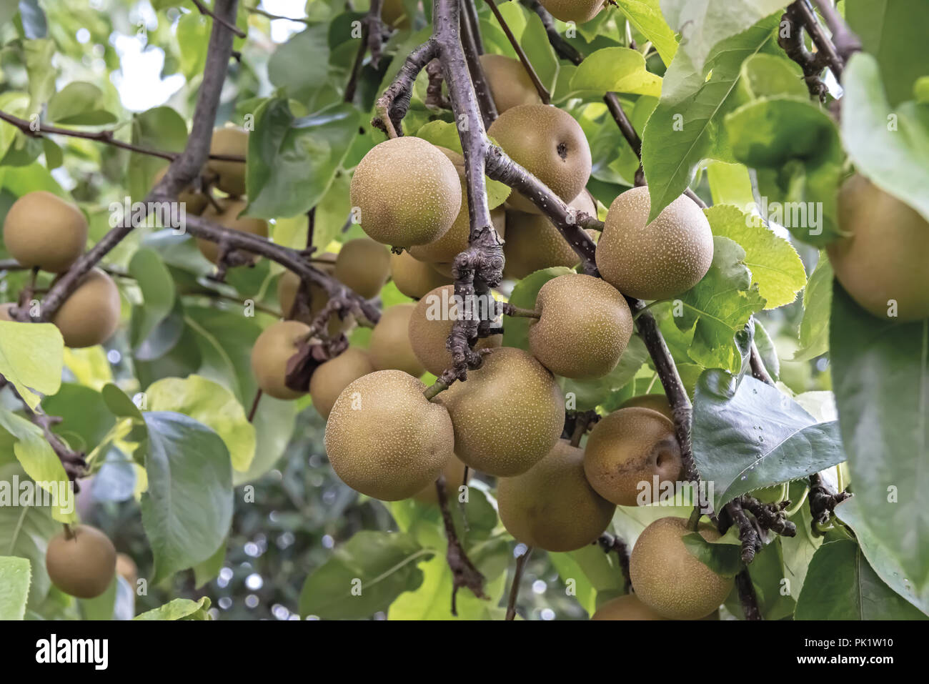 ramo con frutti di pera nashi 2 Stock Photo - Alamy