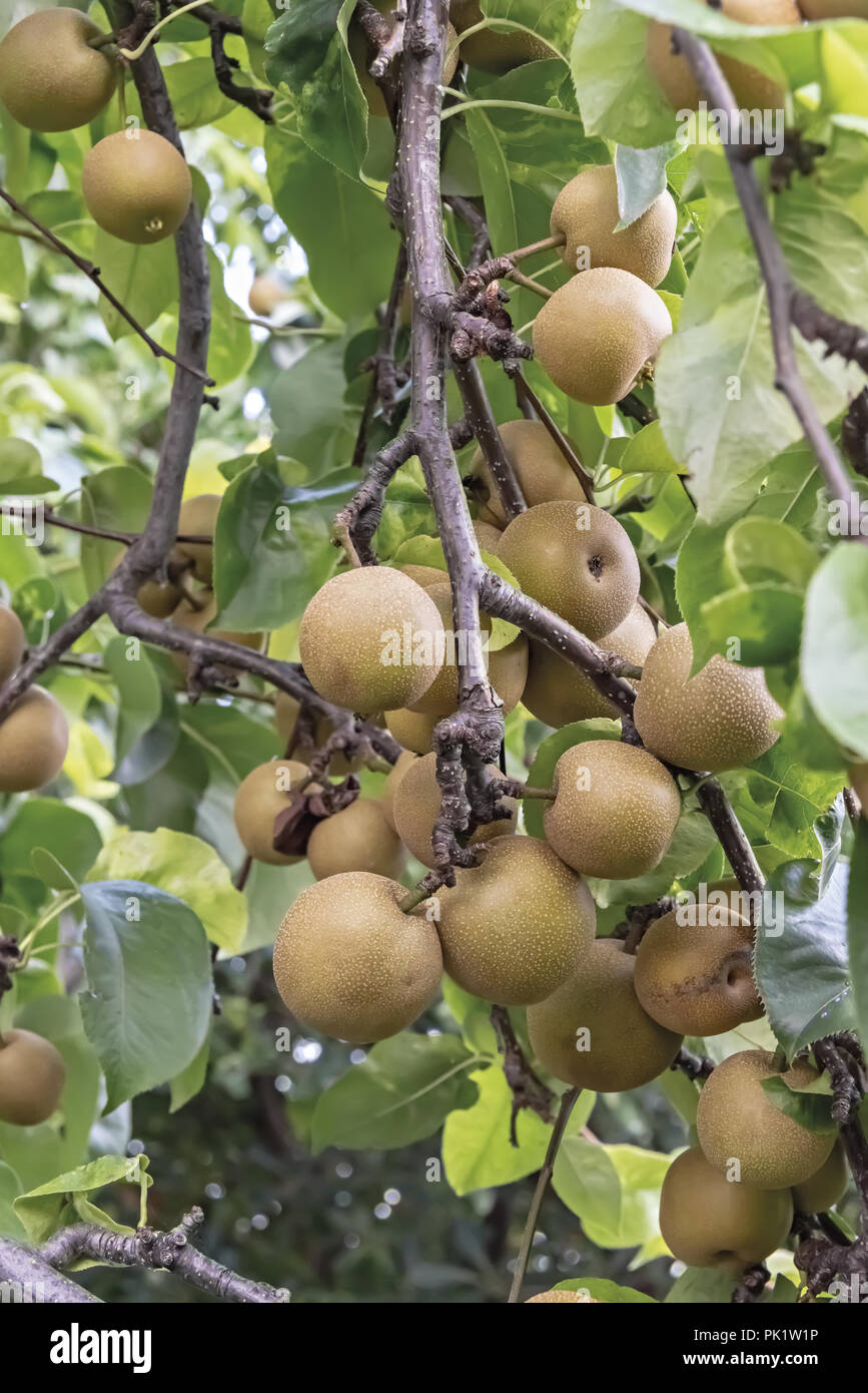 ramo con frutti di pera nashi 3 Stock Photo - Alamy