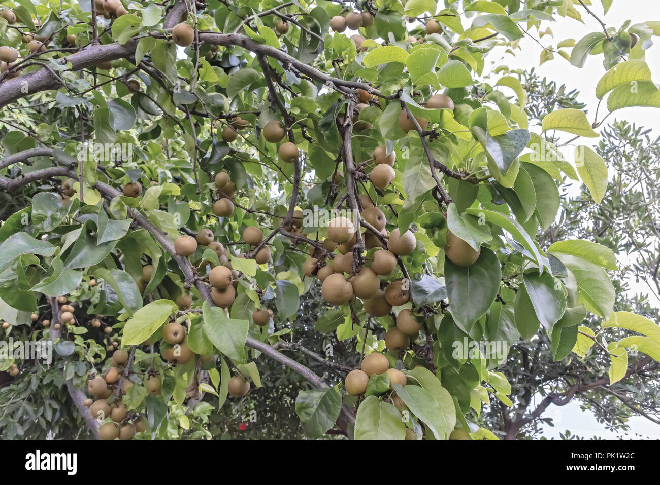 Pera nashi hi-res stock photography and images - Alamy