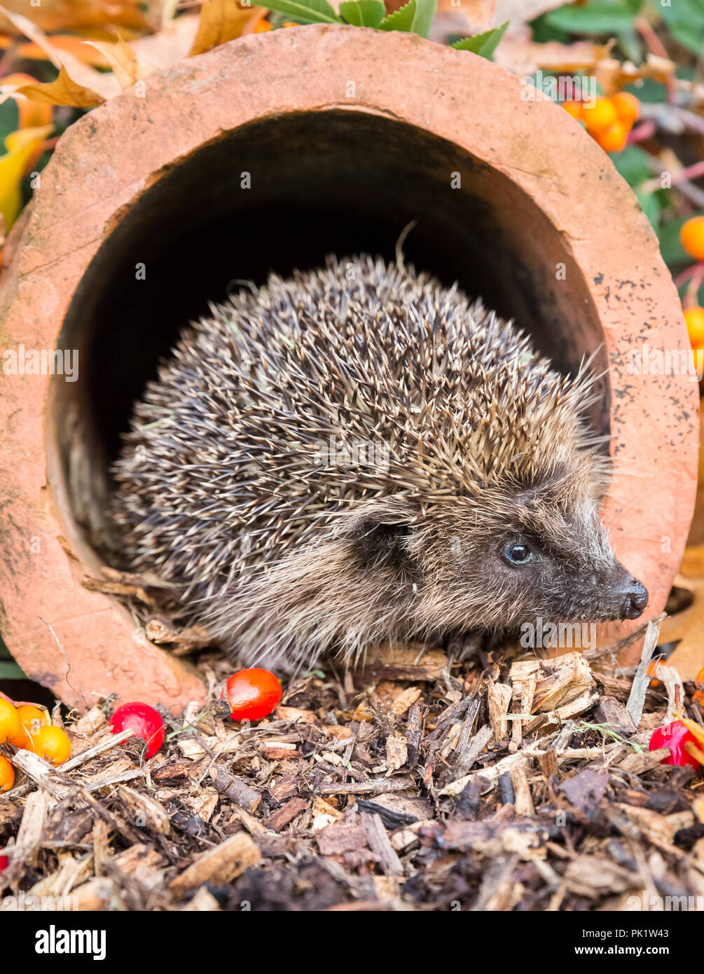 Hedgehog, native, wild, UK, hedgehog in clay drainage pipe with orange ...