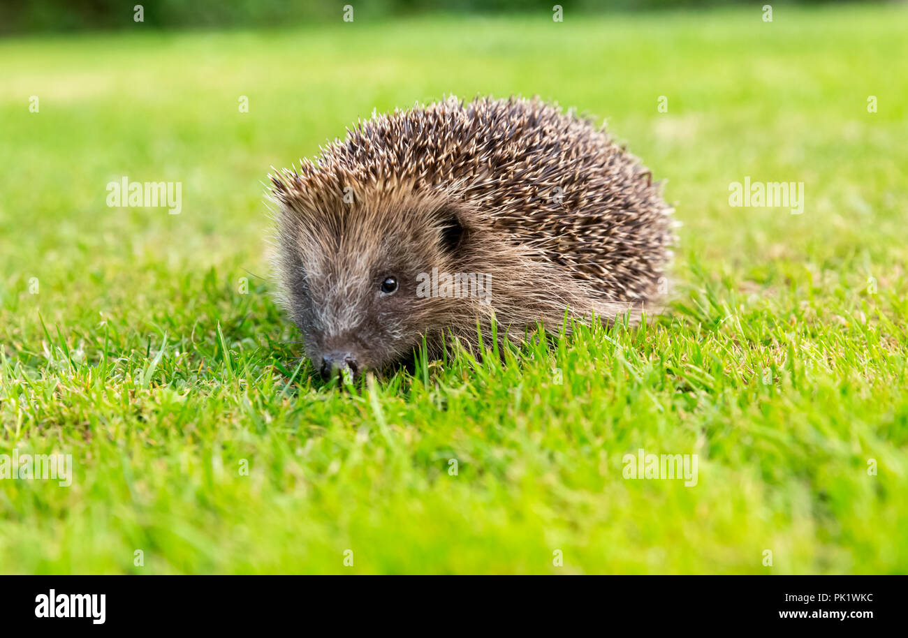 British wildlife habitat hi-res stock photography and images - Alamy