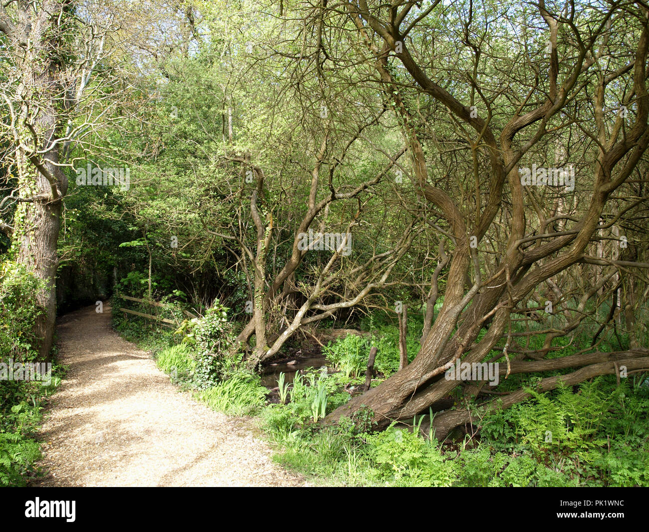 Wooded areas at Royal Victoria Country Park, Netley Abbey, Southampton ...