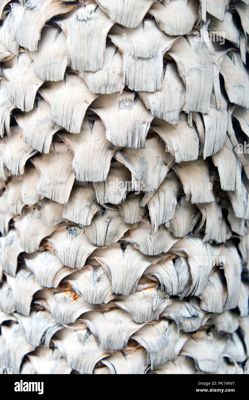 A close up view of a palm tree for backgrounds or wallpapers Stock ...