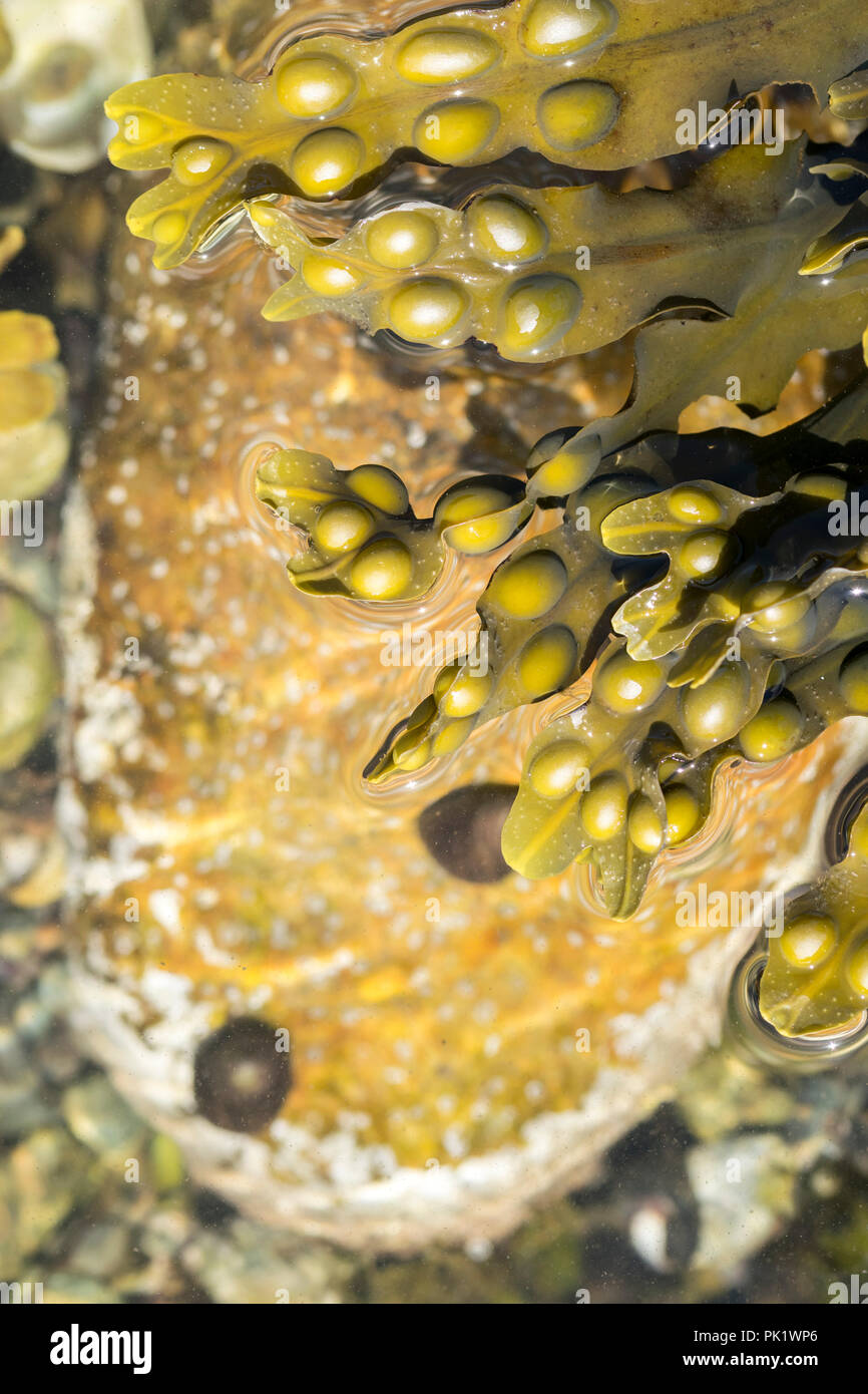 Bladderwrack Algae Fucus vesiculosus floating on a rock pool Stock ...