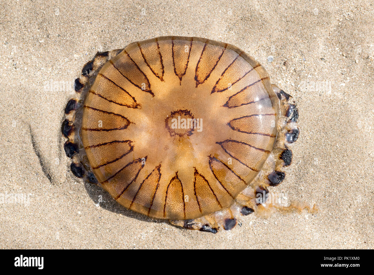 Compass Jellyfish Chrysaora hysoscella stranded on the beach Stock ...