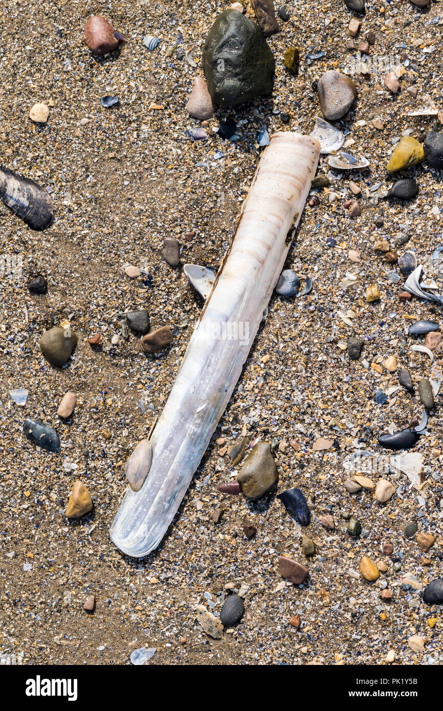 Razor Shells Ensis siliquis Stock Photo - Alamy