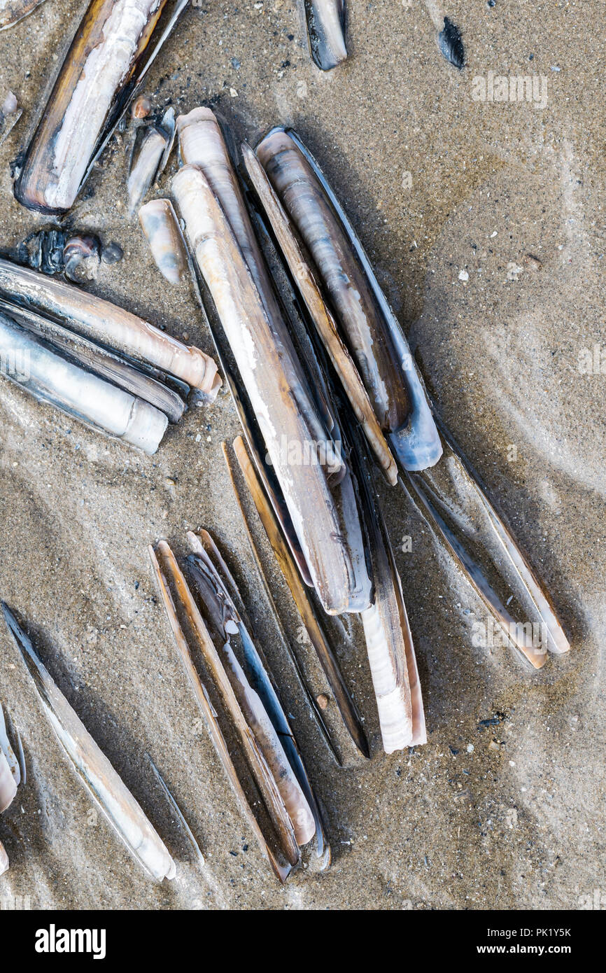 Razor Shells Ensis siliquis Stock Photo - Alamy