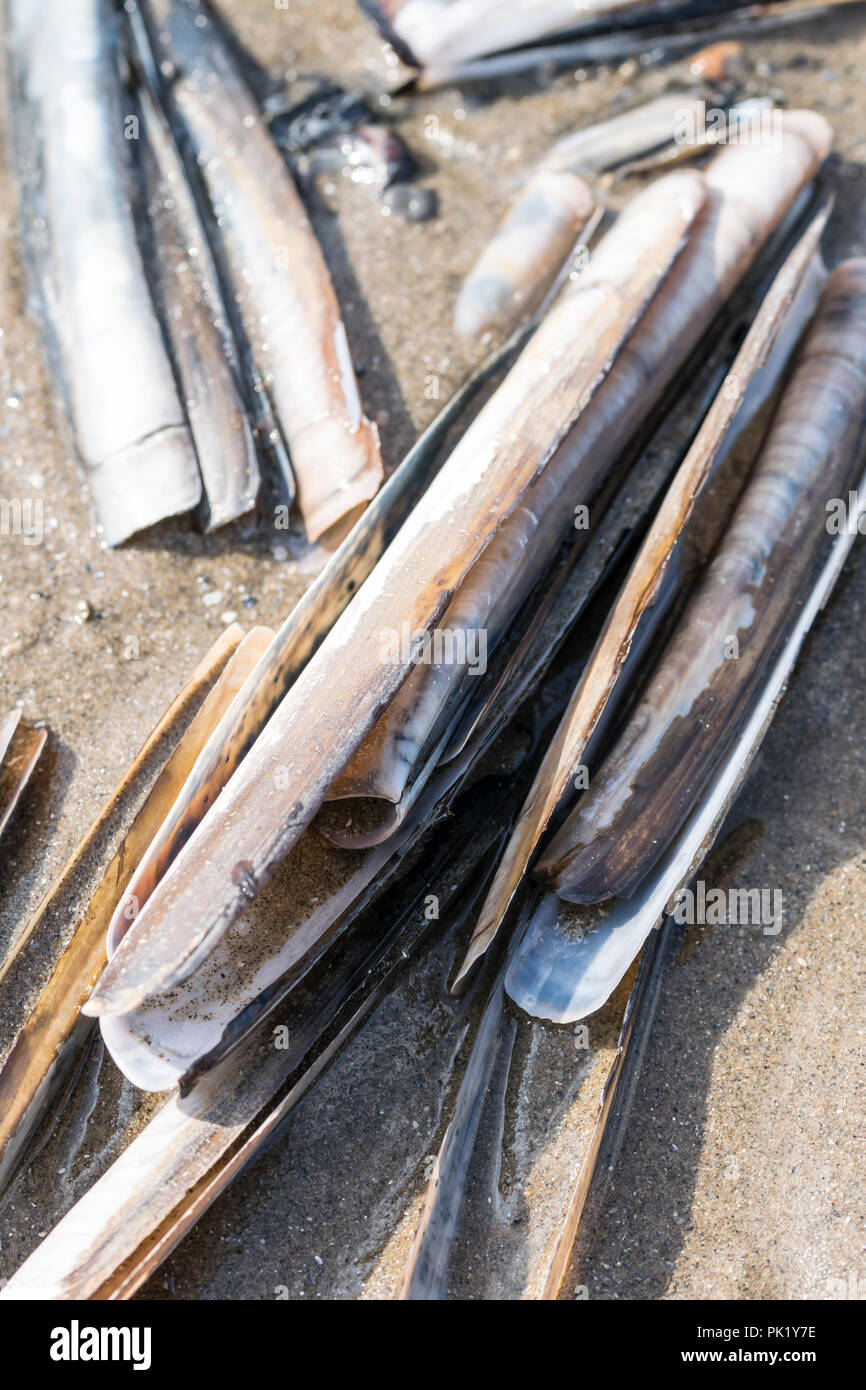 Razor shells hi-res stock photography and images - Alamy