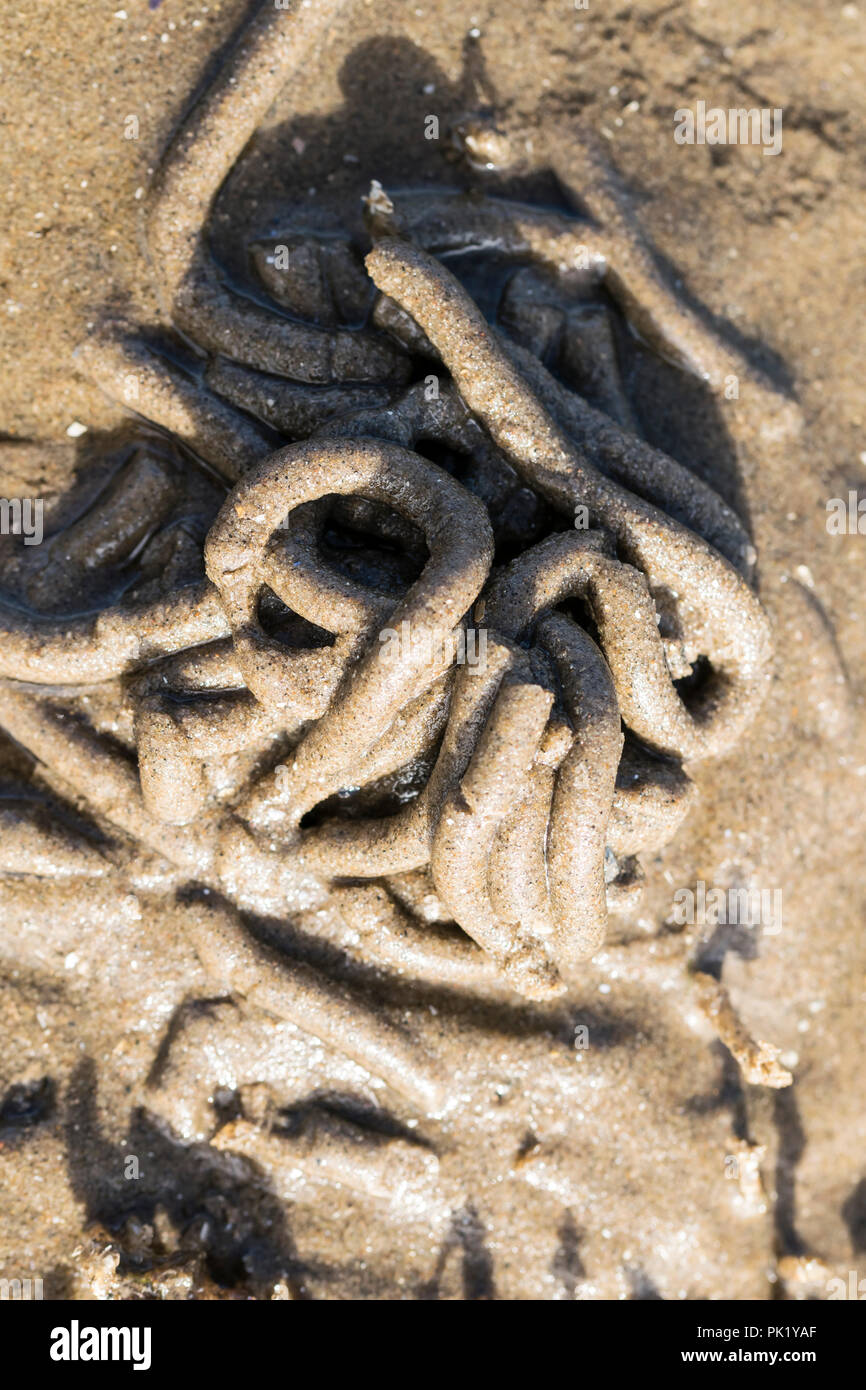 Lugworm casts hi-res stock photography and images - Alamy
