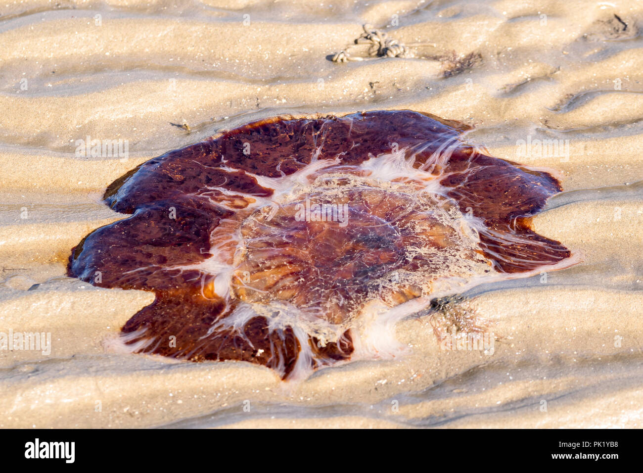 Lion's Mane Jellyfish Cyanea capillata stranded on the beach Stock ...