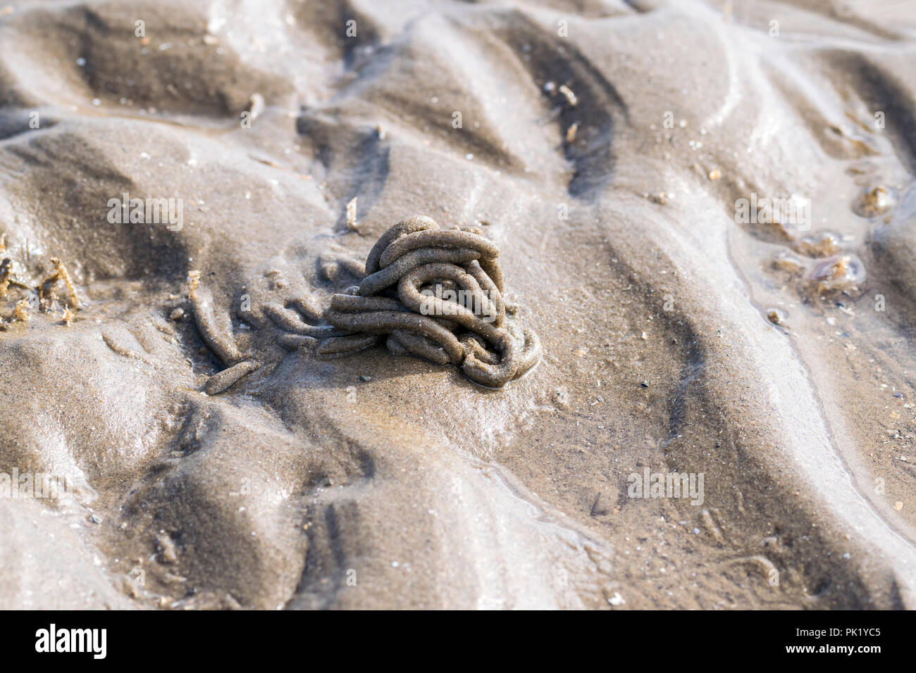 Lugworm casts on the shoreline Stock Photo - Alamy