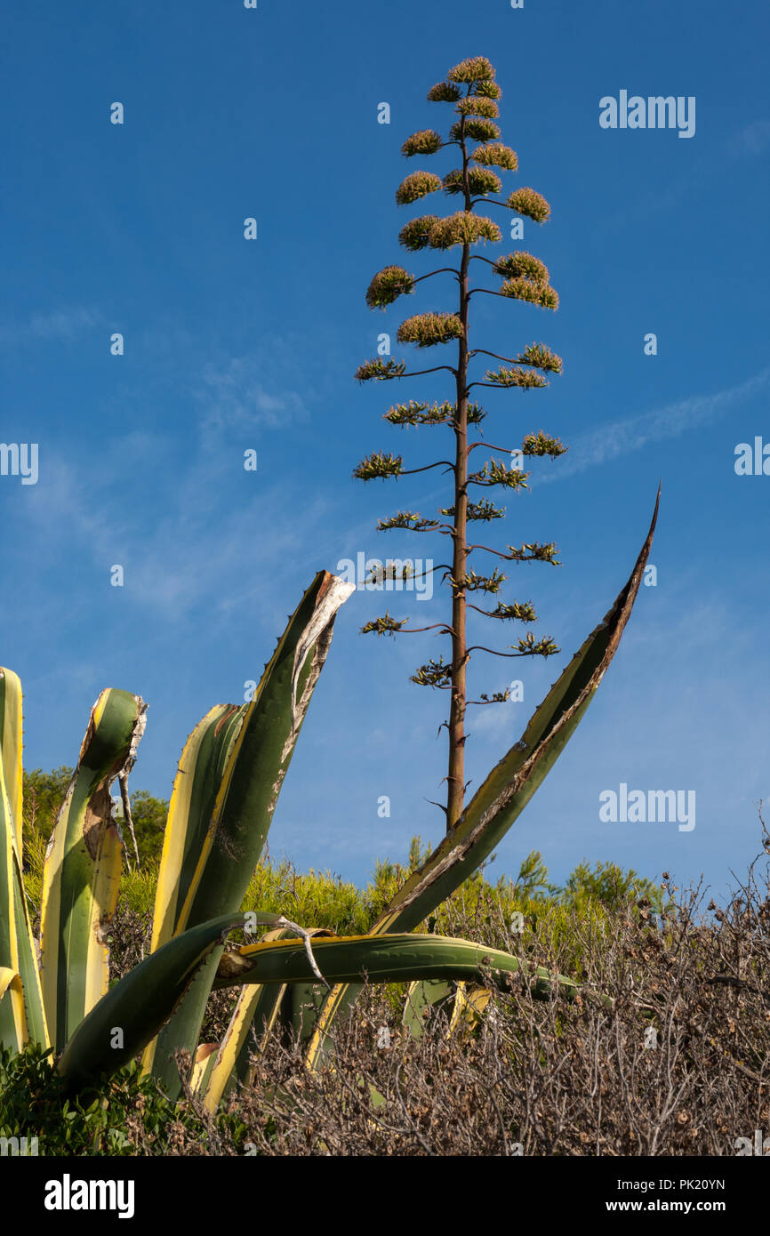 Agave tree hi-res stock photography and images - Alamy