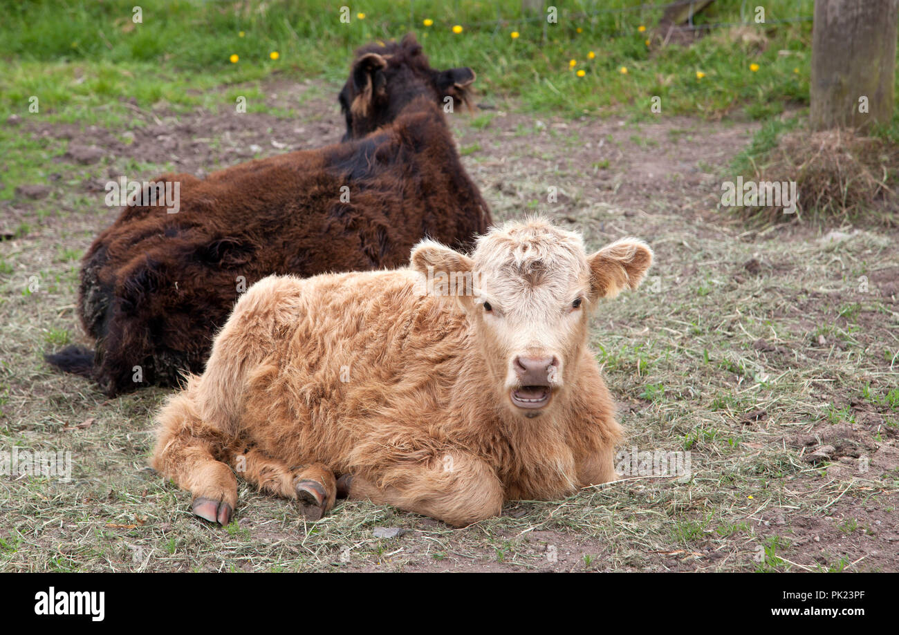 two Highland calves lying in a field, one dun, one bridle Stock Photo ...