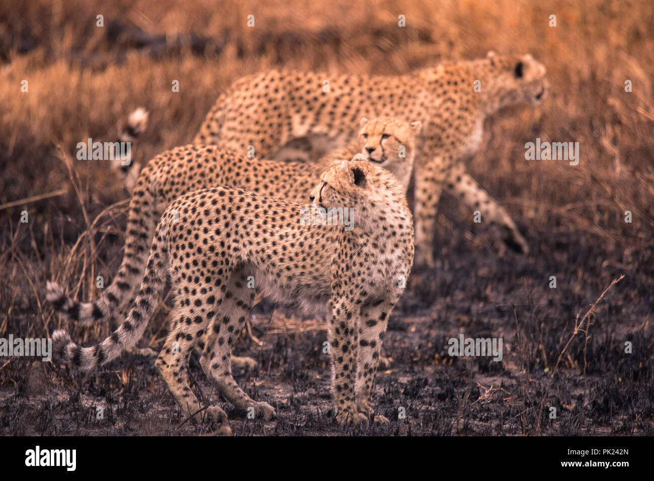 Cheetahs in the African savanna. Safari in the savannah of Serengeti ...