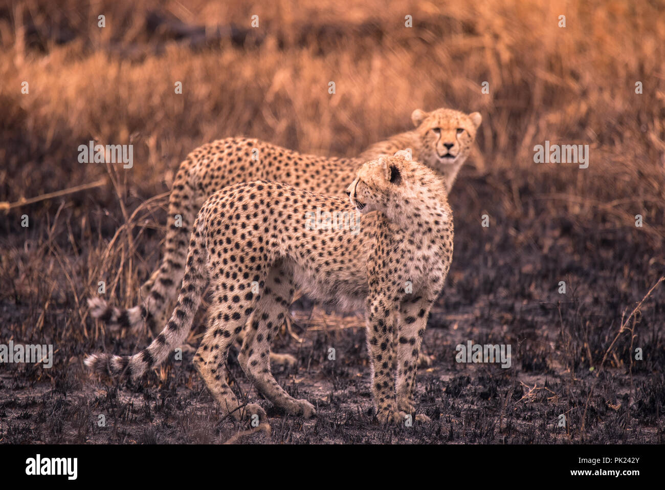Cheetahs in the African savanna. Safari in the savannah of Serengeti ...
