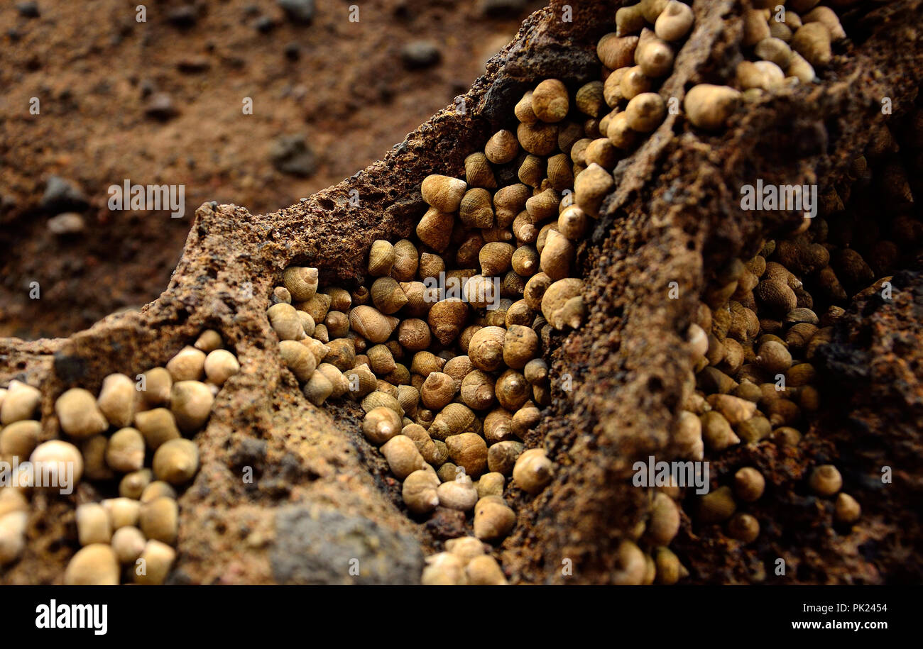 Snails On The Rock High Resolution Stock Photography and Images - Alamy
