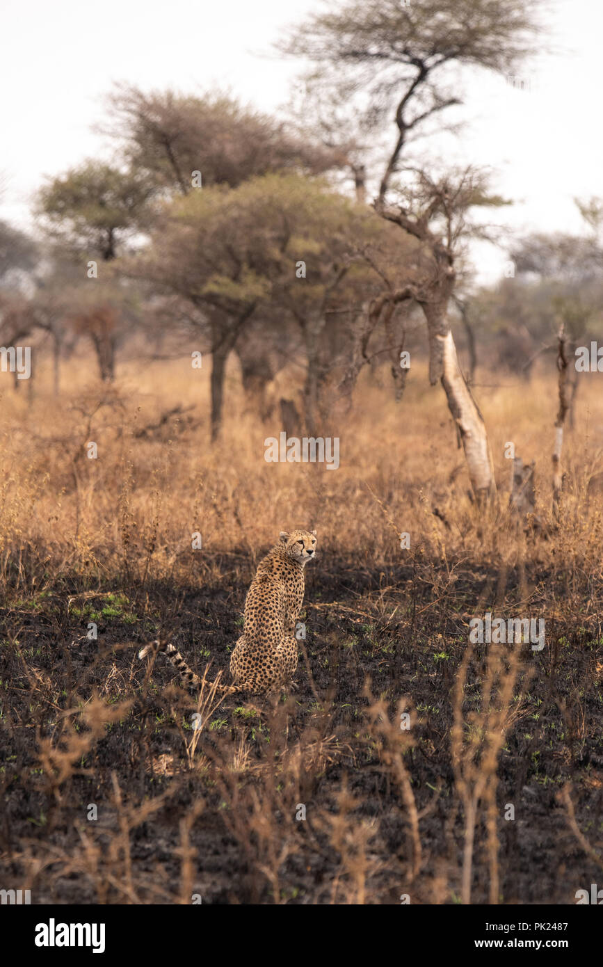 Cheeta family hi-res stock photography and images - Alamy