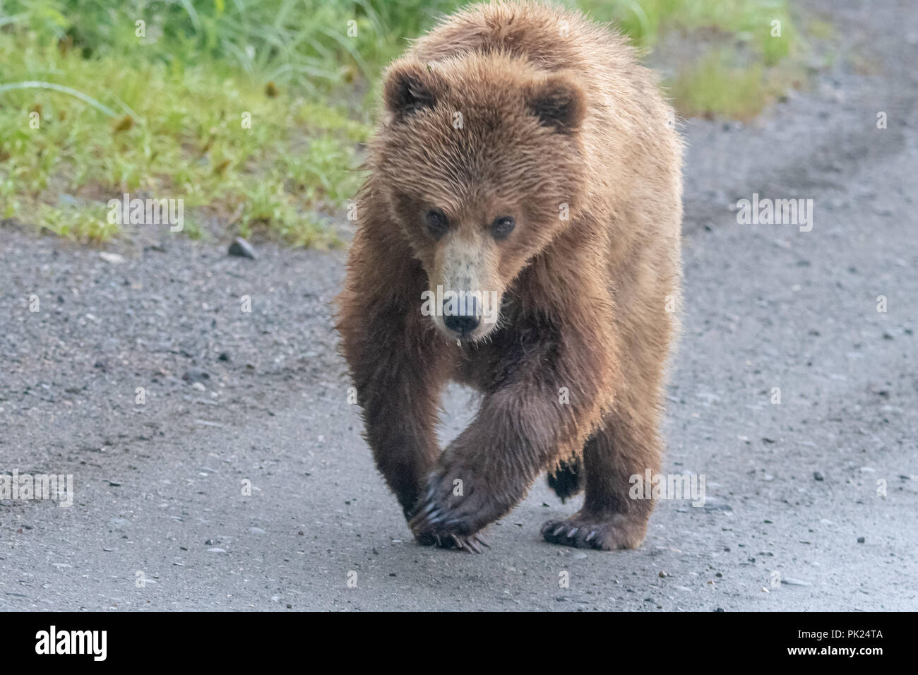 Charging Brown Bear (Ursus arctos), Lake Clark National Park, Alaska ...
