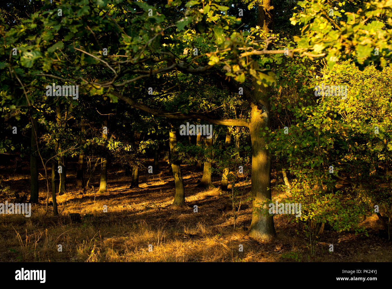 Beautiful autumn forest with different trees Stock Photo - Alamy