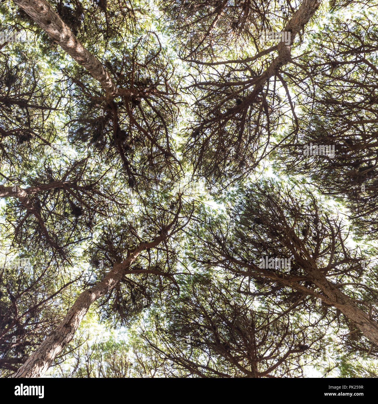 Dense pine trees forest texture Stock Photo - Alamy