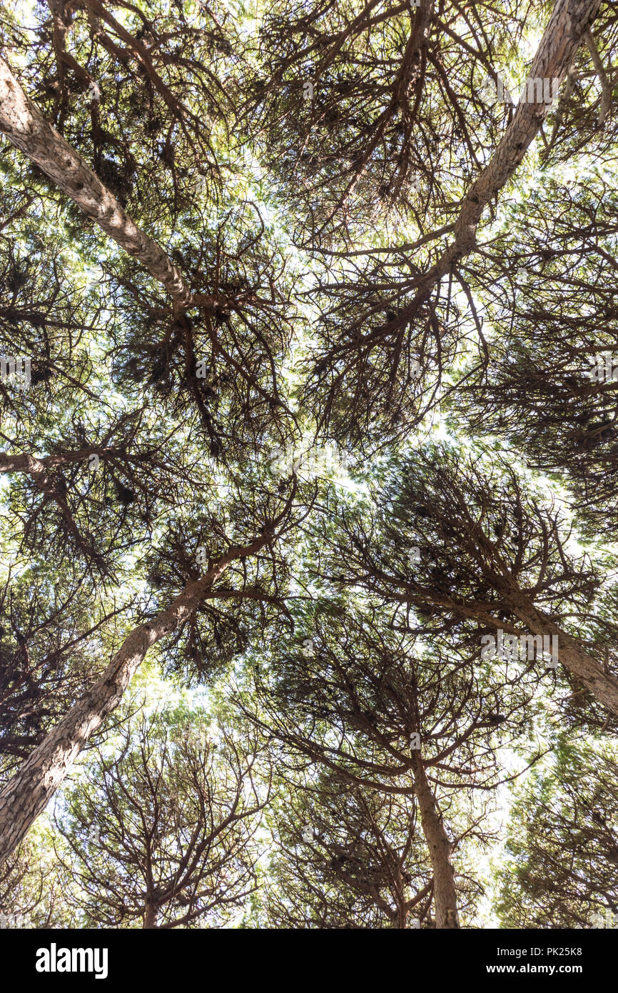 Dense pine trees forest texture Stock Photo - Alamy