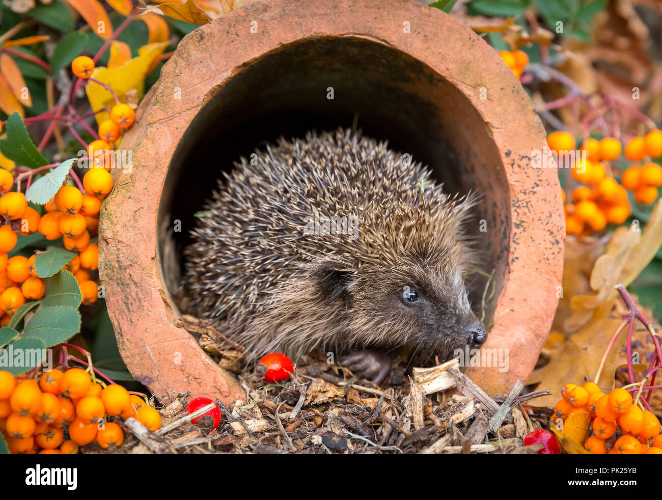Rare drainage pipe hi-res stock photography and images - Alamy
