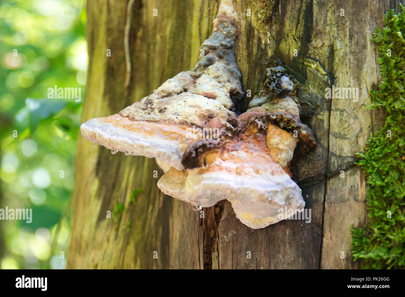 Fungi on path hi-res stock photography and images - Alamy