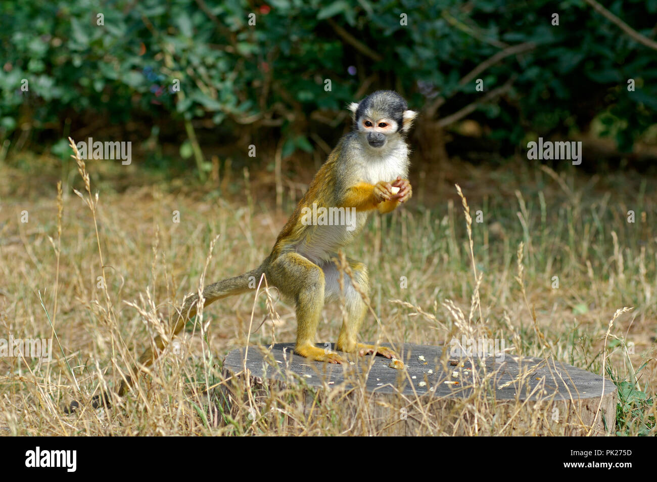 Saimiri commun hi-res stock photography and images - Alamy