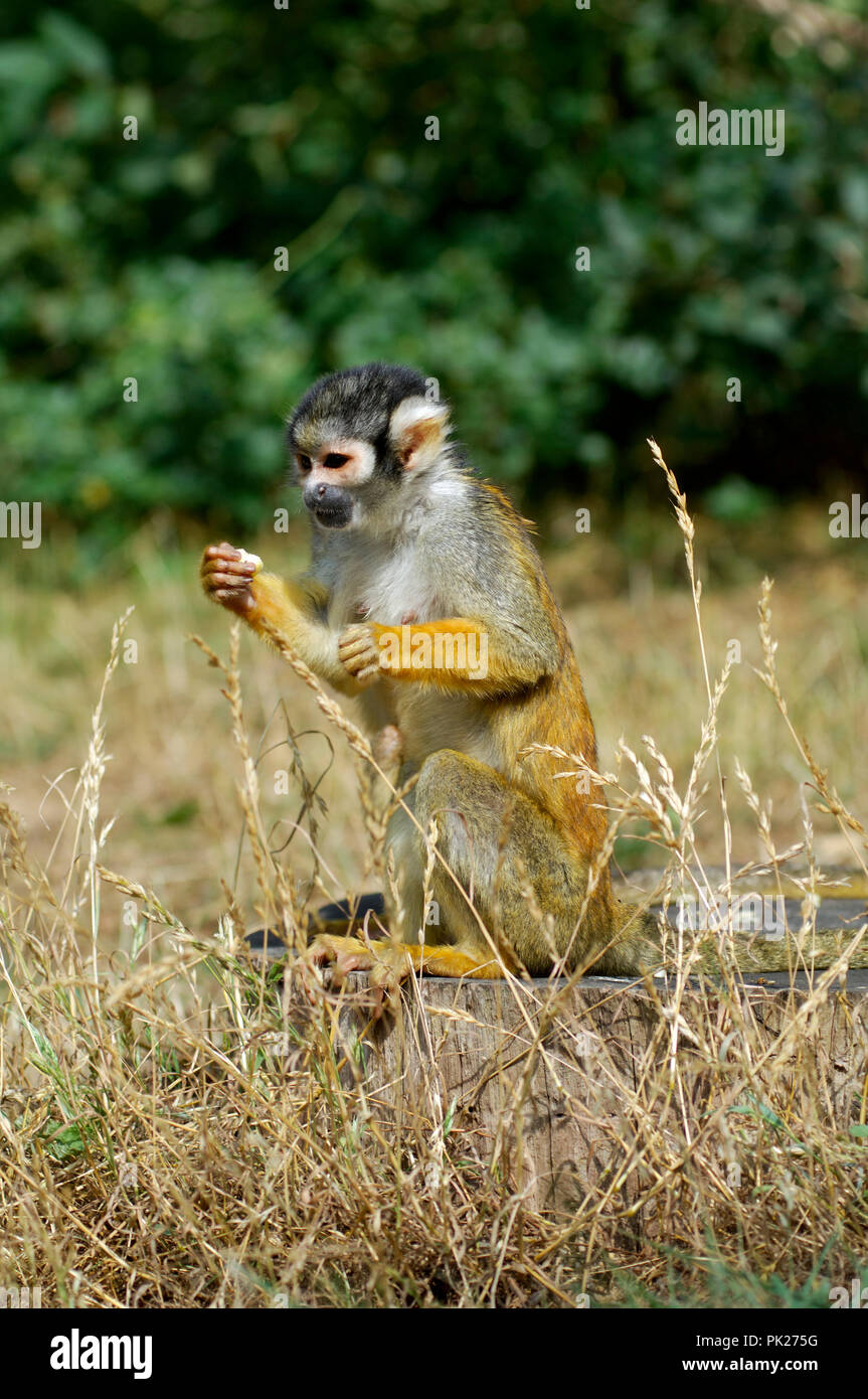 Common Squirrel Monkey (Saimiri sciureus) // Saïmiri commun - Singe ...