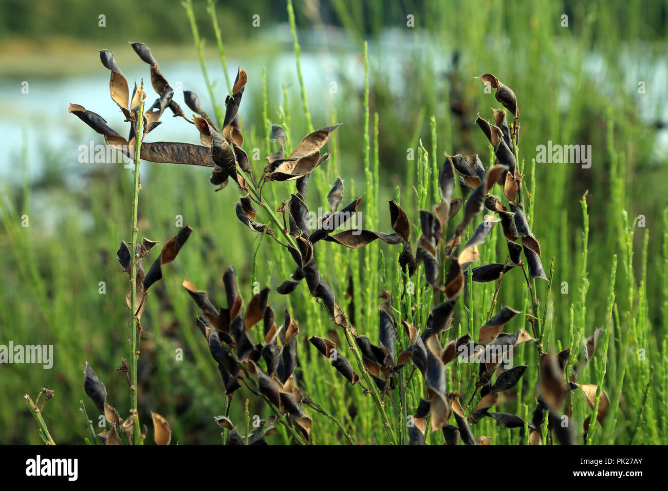mature seed pods on broom on the side of foot path along Riviere du ...