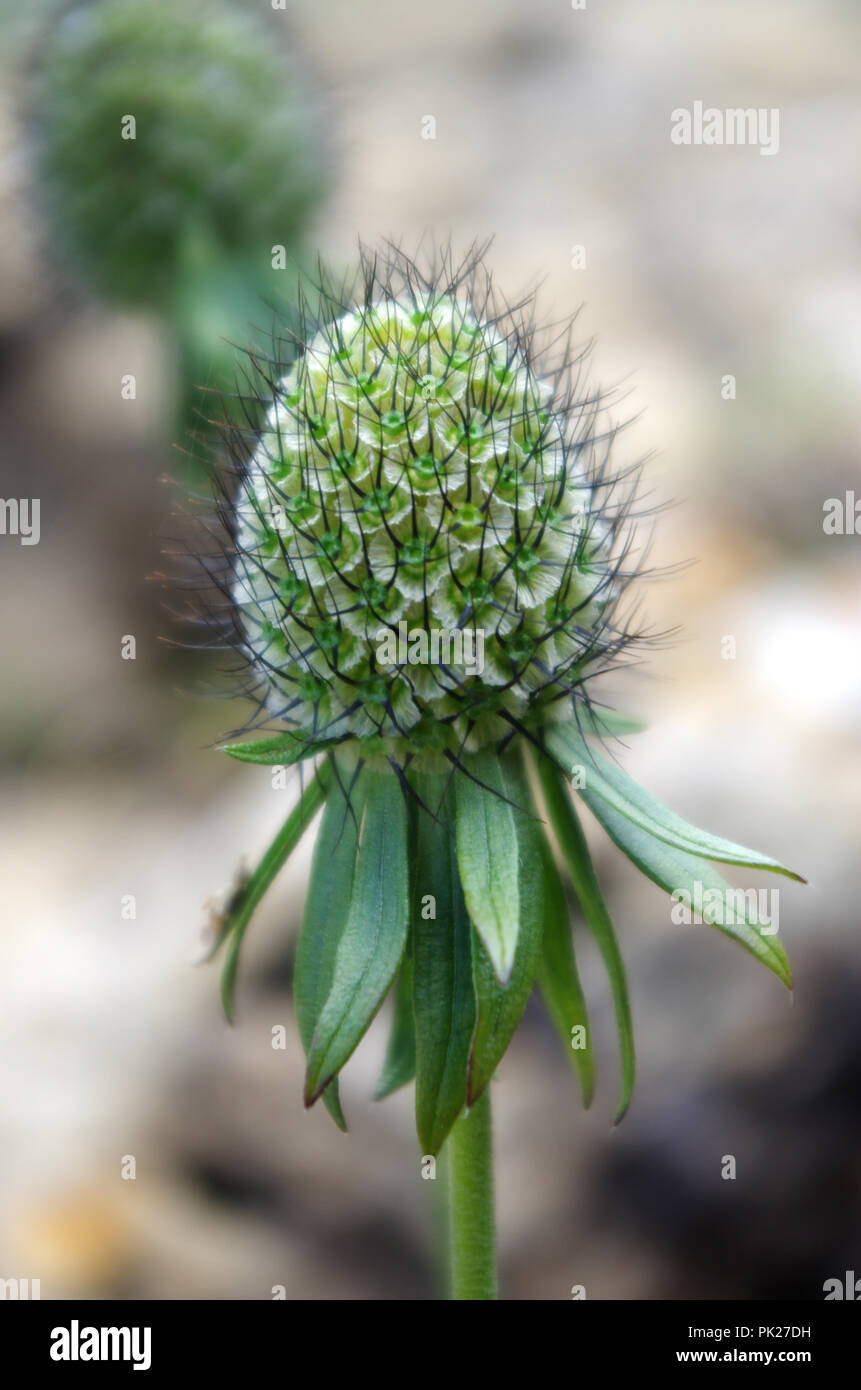 Scabious seed hi-res stock photography and images - Alamy