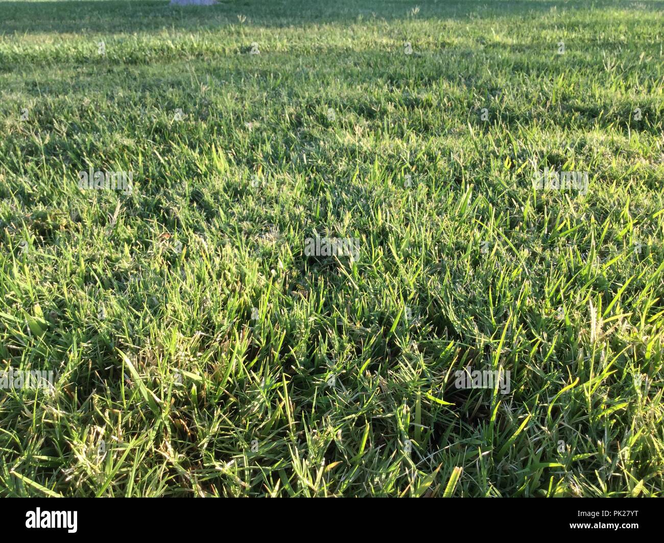 Low to ground image of green grass lawn Stock Photo - Alamy