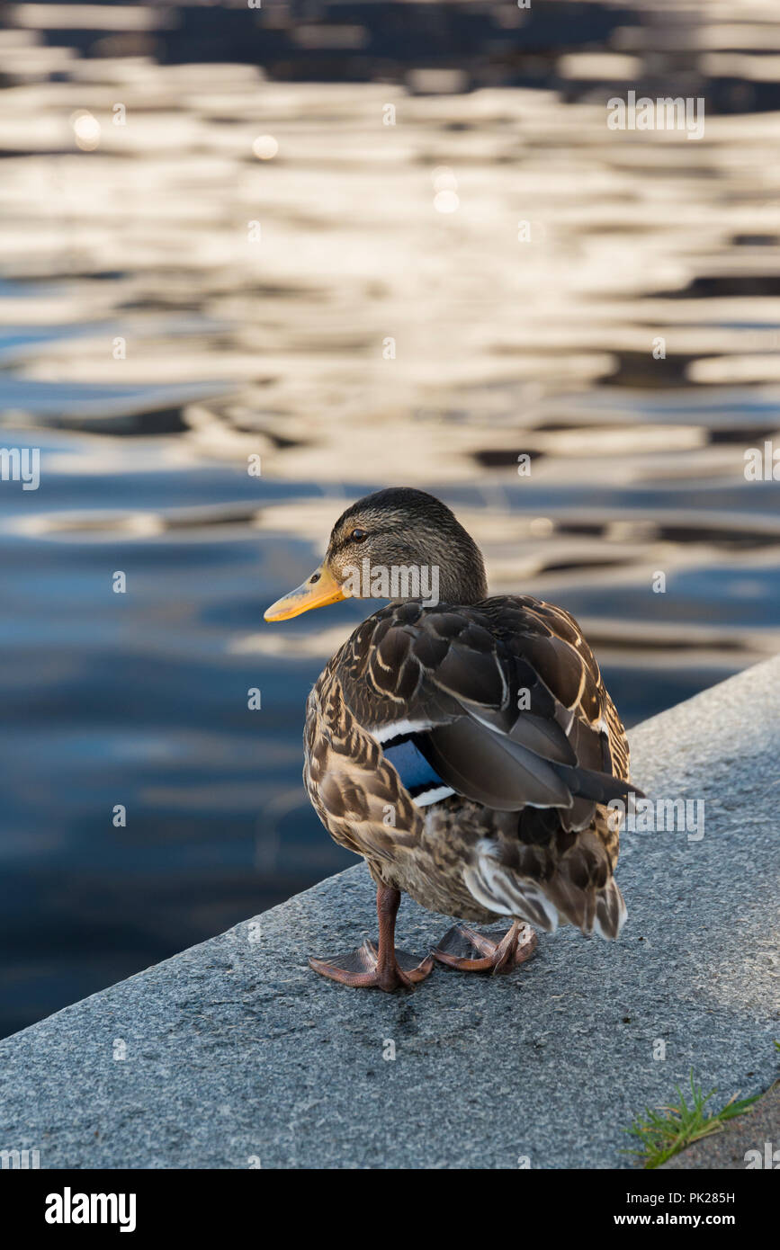 Europe duck hi-res stock photography and images - Alamy