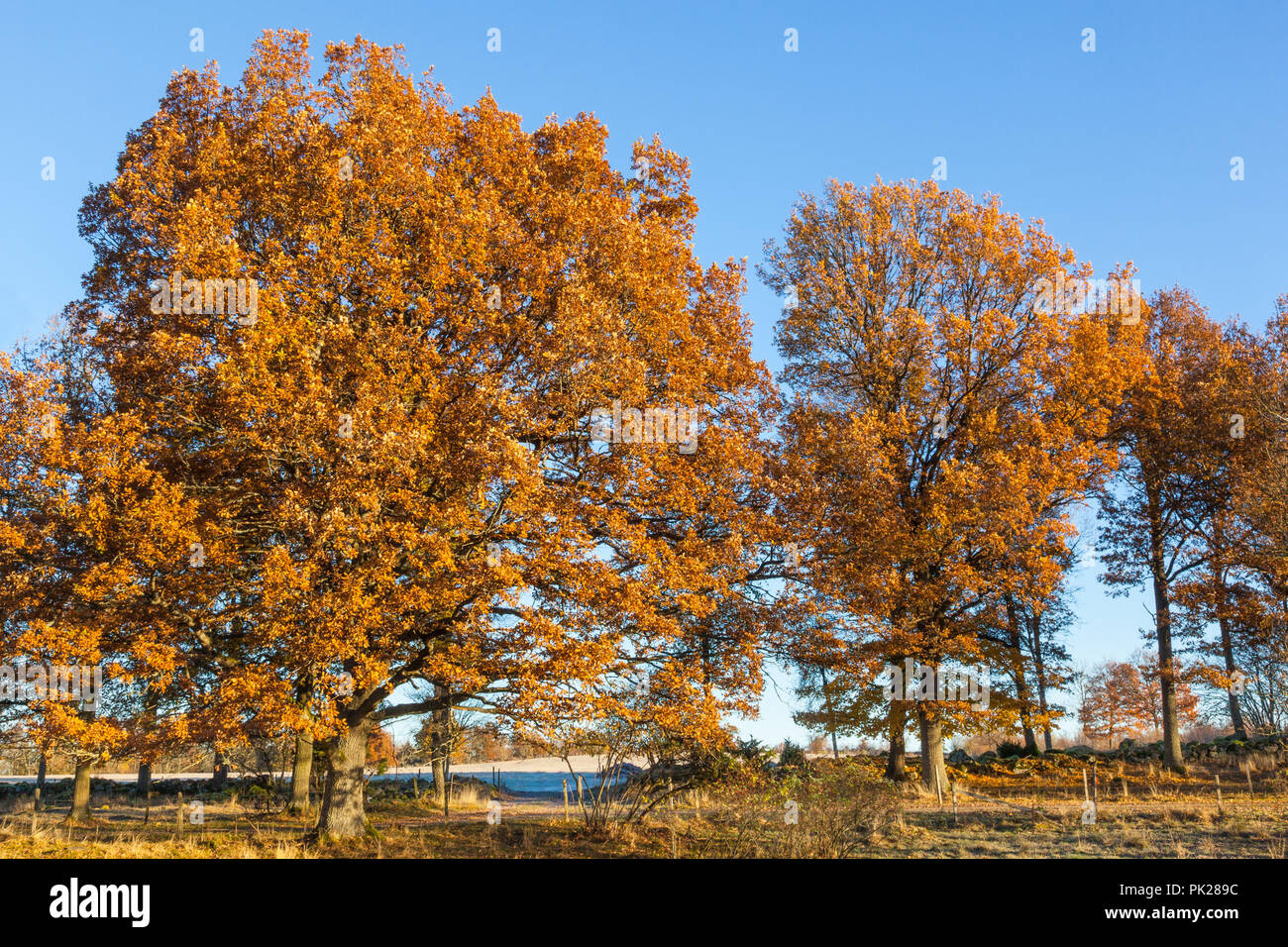 Oak trees in autumn colors Stock Photo - Alamy