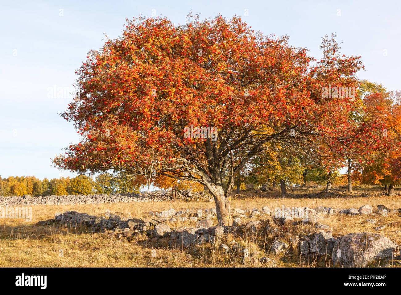 Rowan tree hi-res stock photography and images - Alamy