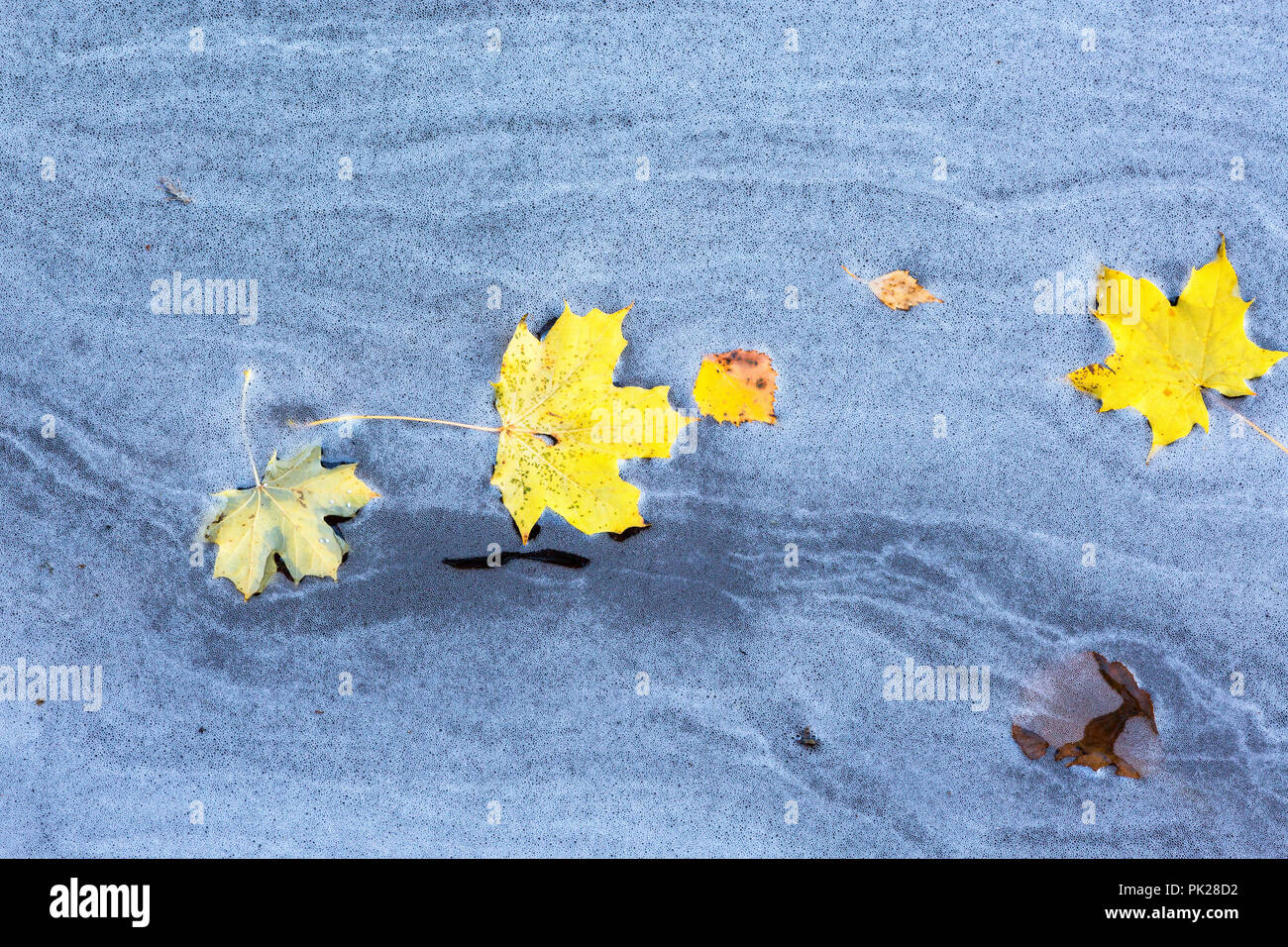 Maple leaves flowing in the foam of the water Stock Photo - Alamy