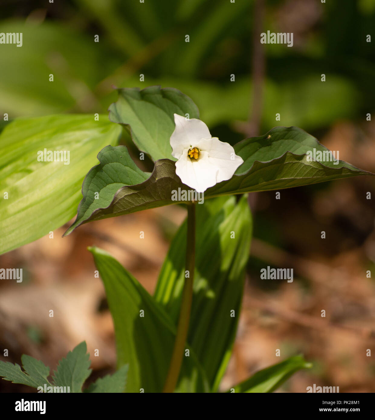 Trillium grandiflora in a shady deciduous forest Stock Photo - Alamy
