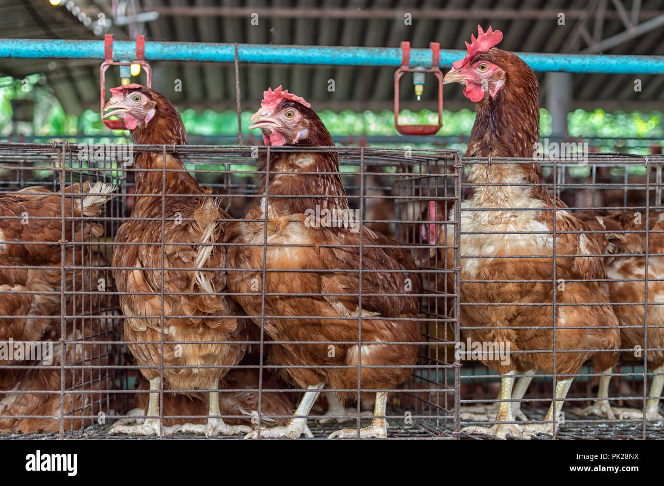 egg chicken farm Stock Photo - Alamy