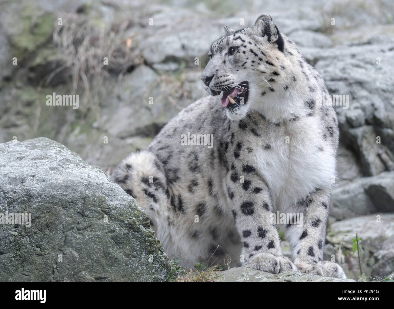 Leopard spots hi-res stock photography and images - Alamy