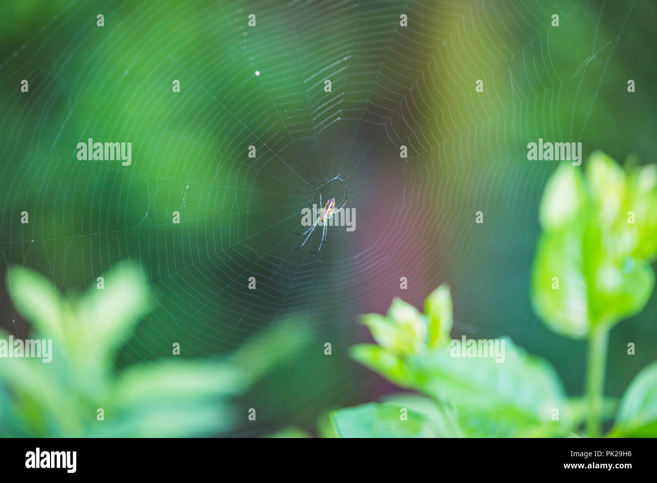 Colorful Spider on a web in the garden of himalayas. Himalayan Spider ...