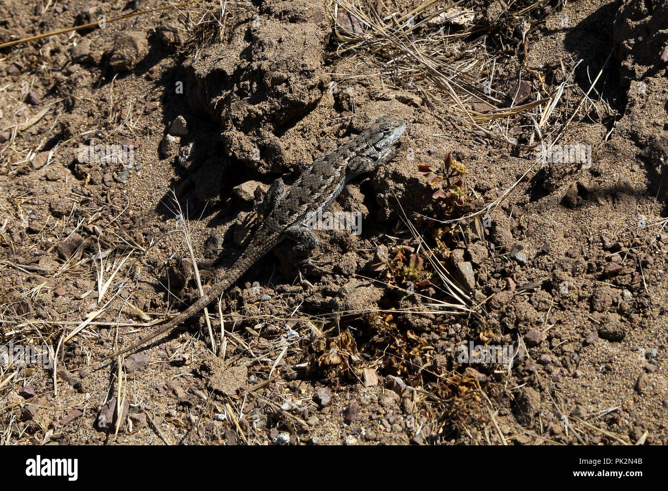 Haria lizard hi-res stock photography and images - Alamy