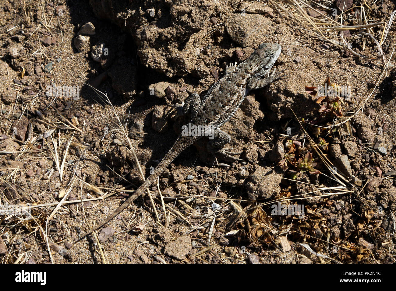 Haria lizard hi-res stock photography and images - Alamy