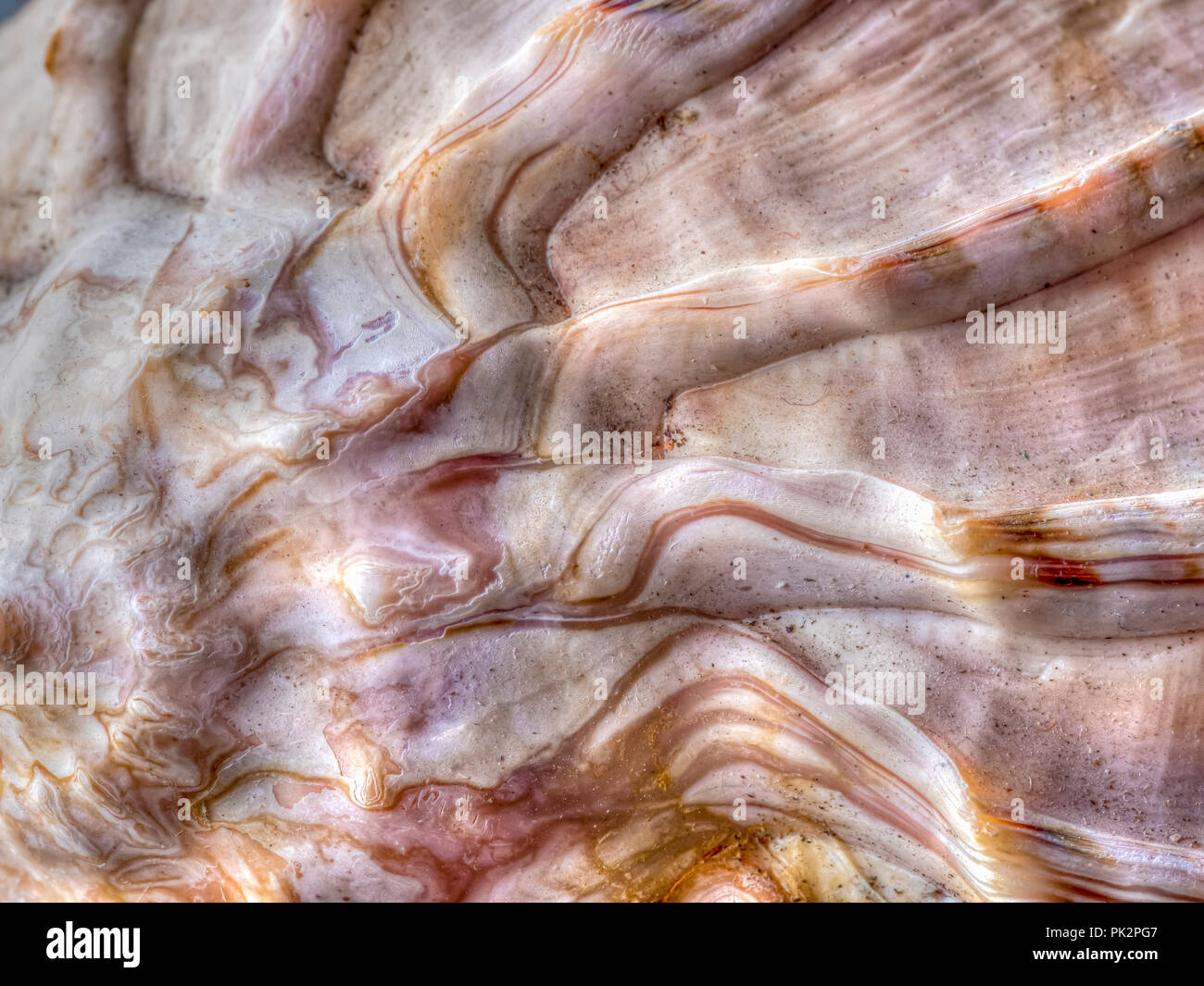 Sheels hi-res stock photography and images - Alamy