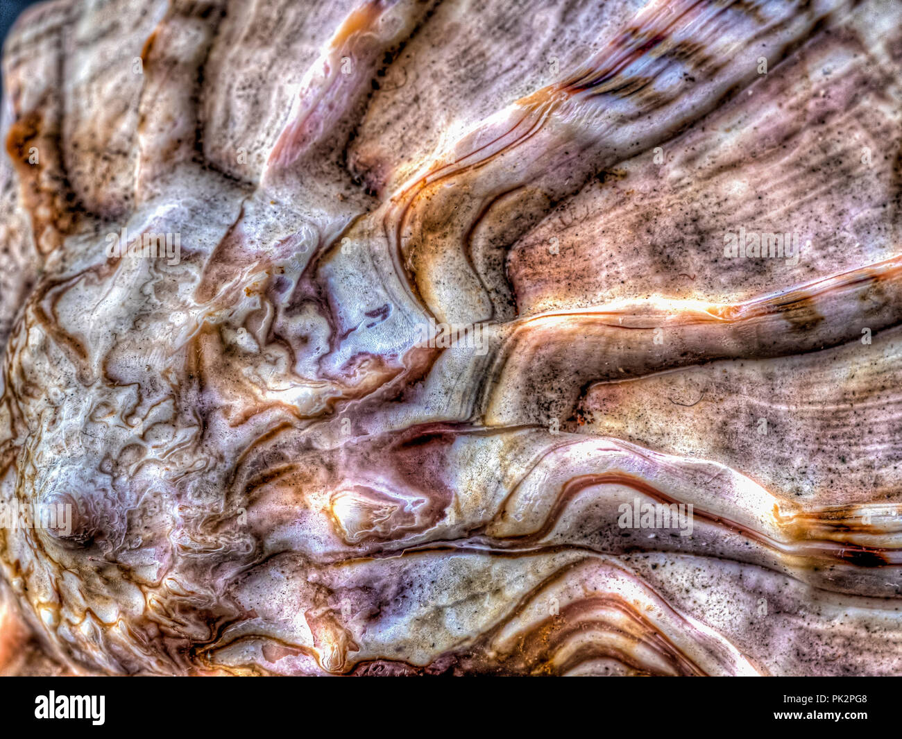 Sheels hi-res stock photography and images - Alamy