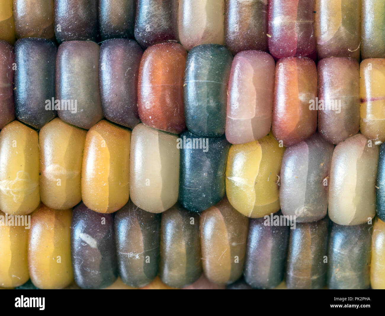 Flint corn,also known as Indian corn or sometimes calico corn) is a ...