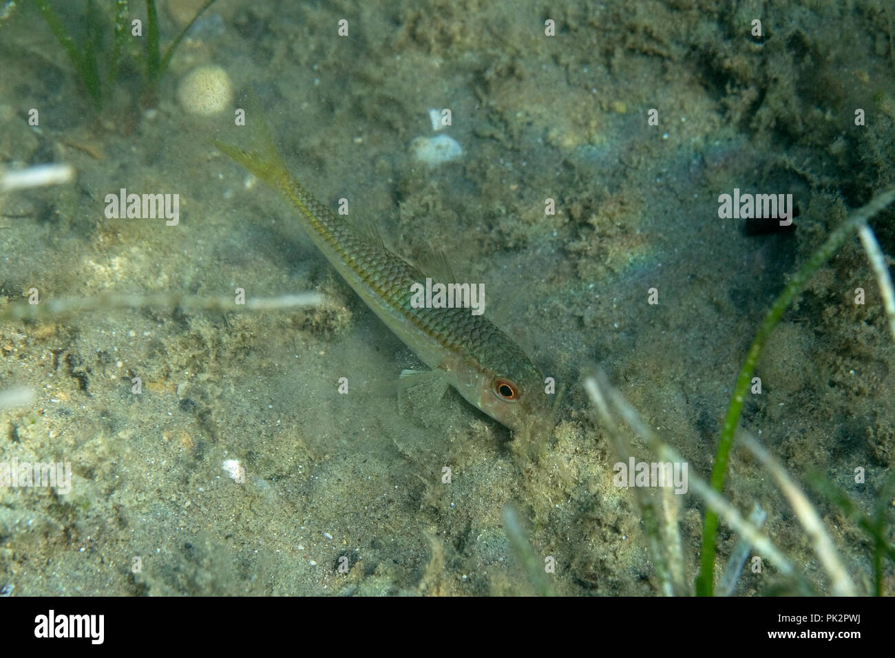 Striped mullet hi-res stock photography and images - Alamy