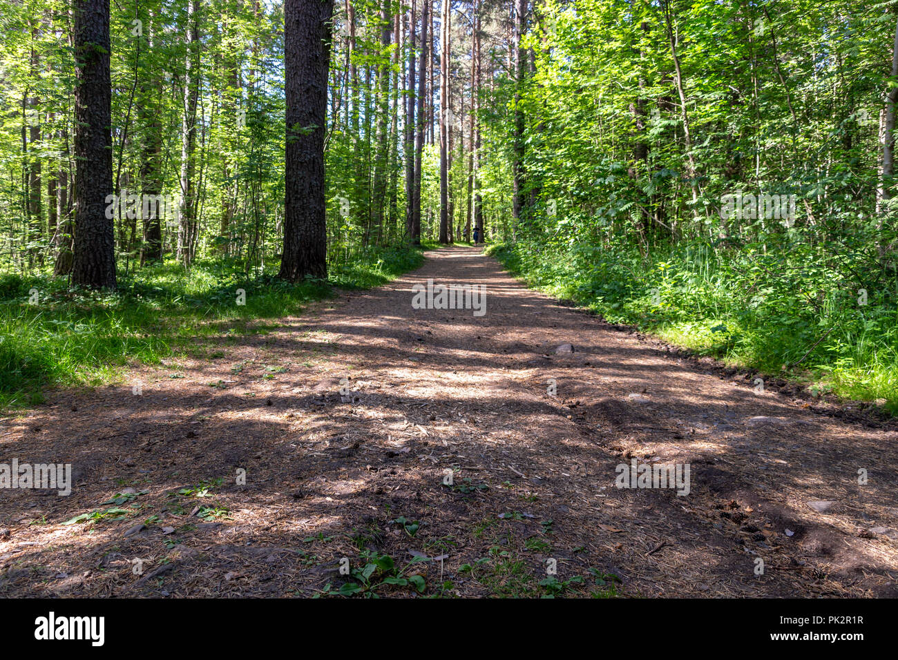 Path in the forest Stock Photo - Alamy