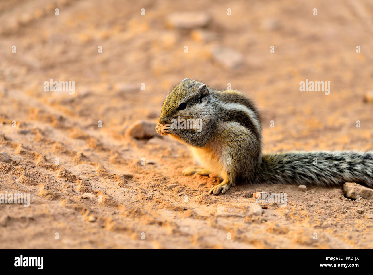 Nut eating animals hi-res stock photography and images - Alamy